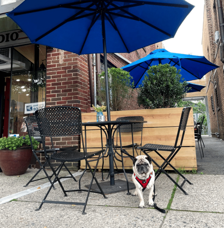A List of Dog-Friendly Places in Montclair - Montclair Girl