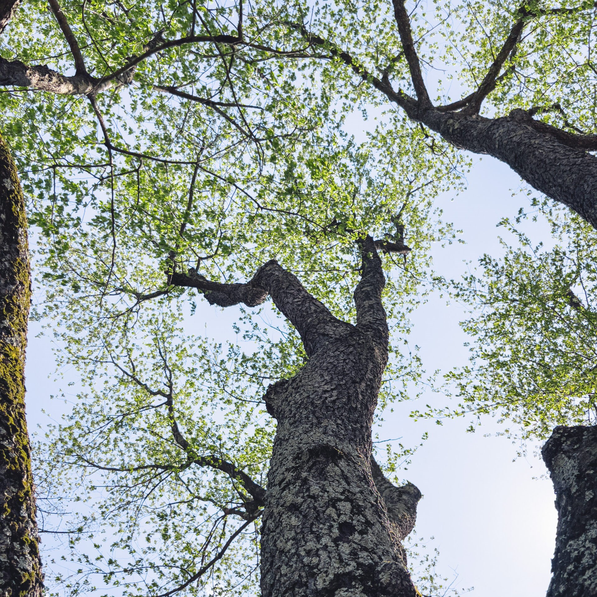 Earth Day Inspo: 10 Native Trees To Grow in North Jersey - Montclair Girl