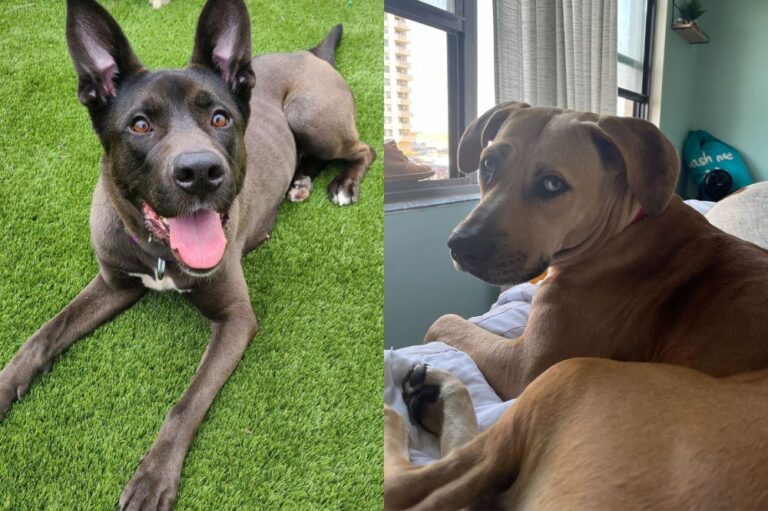 Shepherd + Mixed Breed Looking for Forever Homes - Montclair Girl