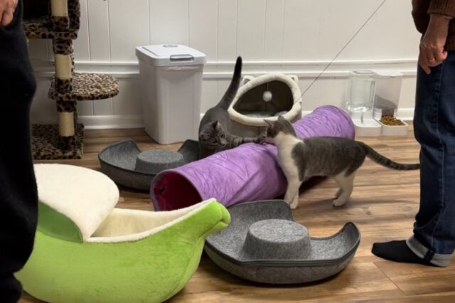 Cat Cafe in Montclair: Meet Catfe Montclair - Montclair Girl
