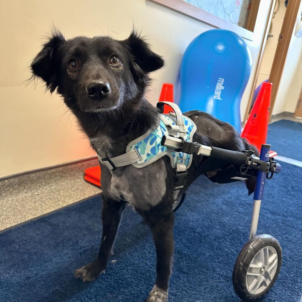 6 Adoptable Dogs in Need of Homes This Week: April 20th Edition ...