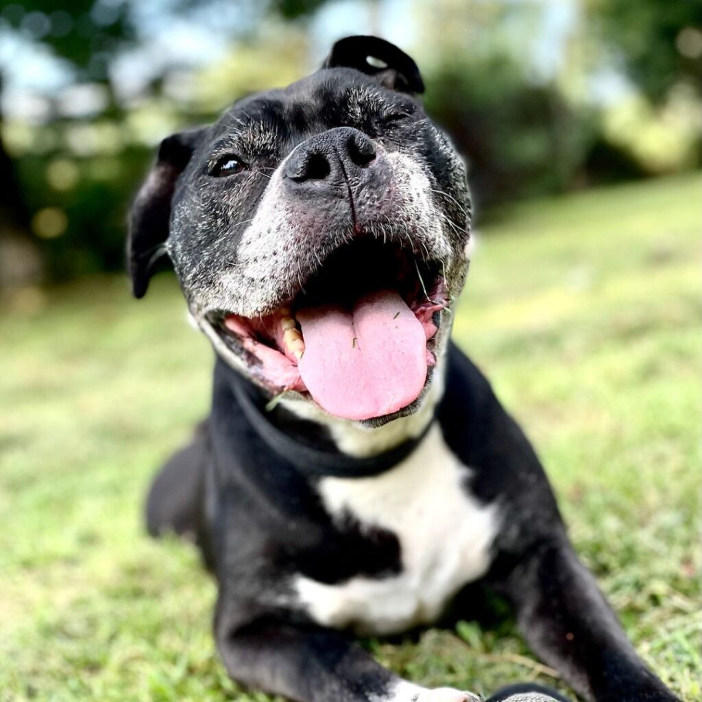 6 Adoptable Dogs in Need of Homes This Week: April 20th Edition ...