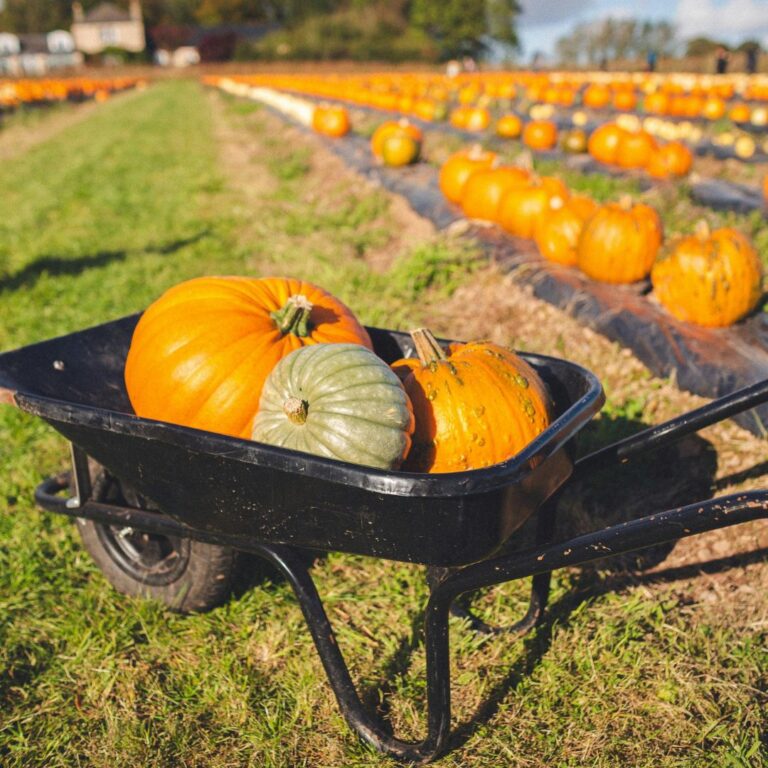 45+ New Jersey Farms to Go Pumpkin + Apple Picking - Montclair Girl
