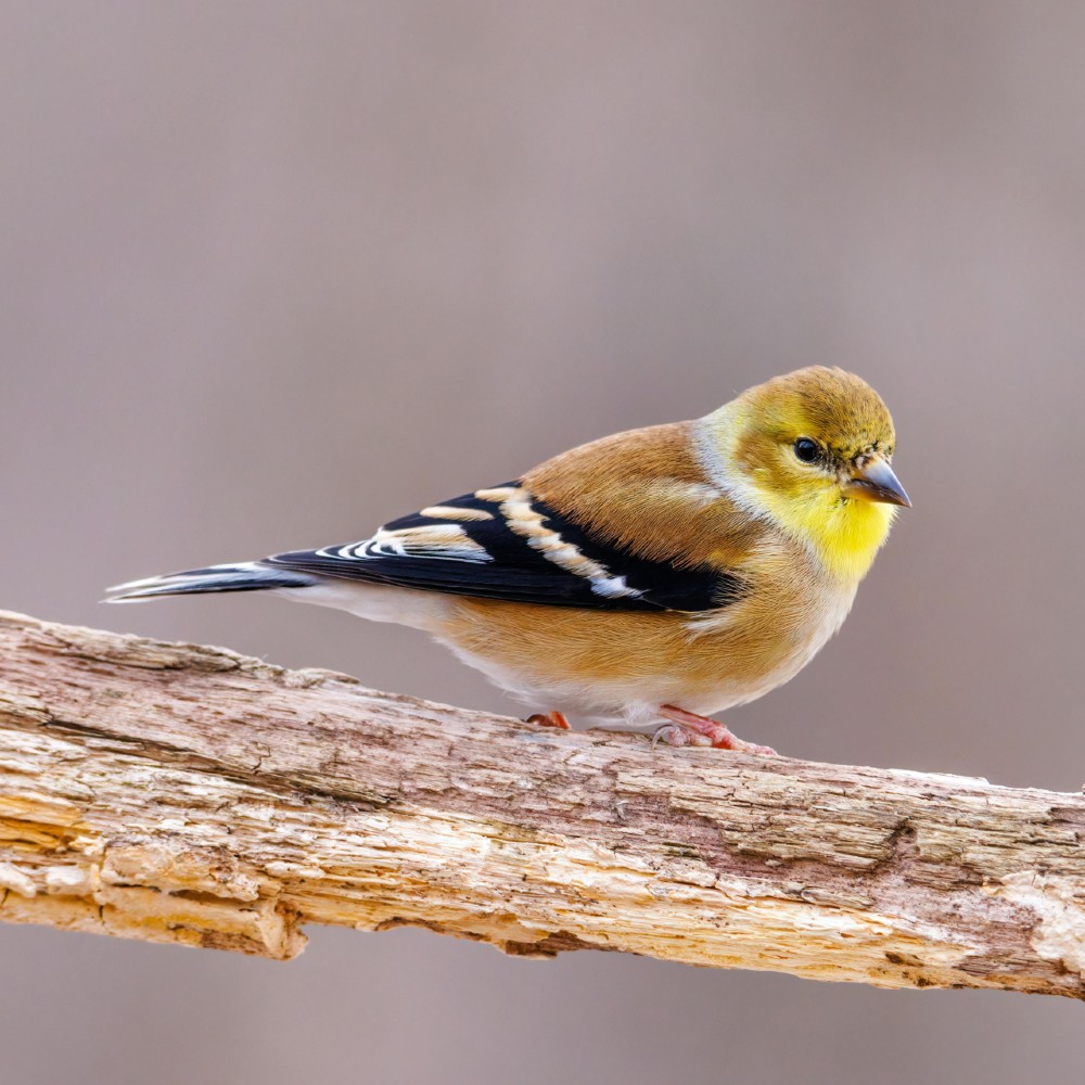 All About New Jersey's State Bird + Where to Bird Watch Locally ...