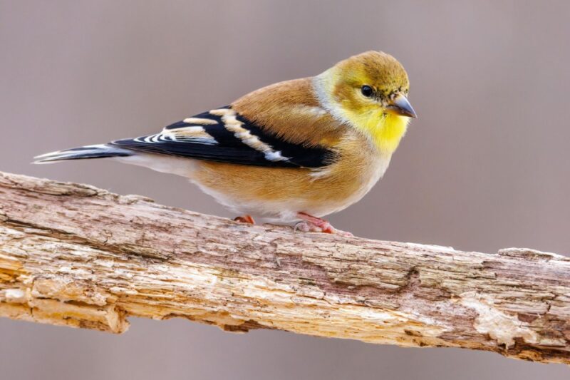 All About New Jersey's State Bird + Where to Bird Watch Locally ...