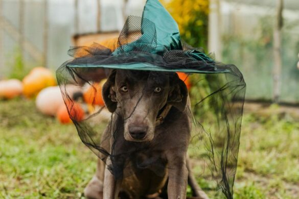 New Jersey Halloween Dog Events for 2025: Parades, Contests, + More ...