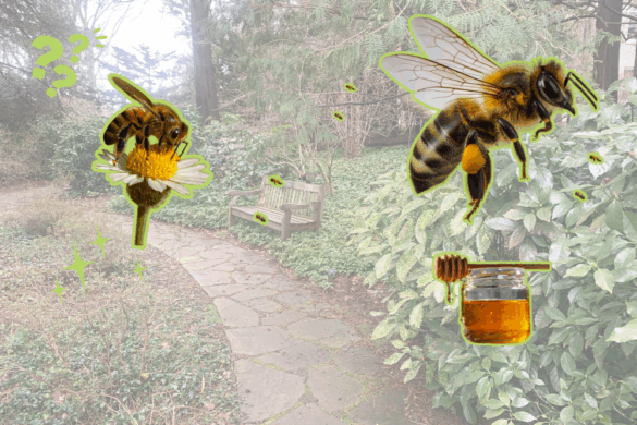 Montclair Is a Designated 'Bee City.' What Does That Actually Mean ...