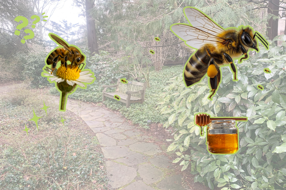 Montclair Is a Designated 'Bee City.' What Does That Actually Mean ...